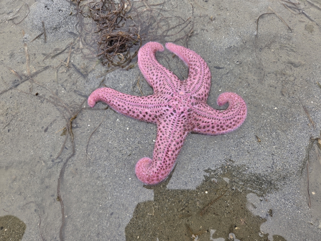 Giant Pink Sea Star from Pierce County, US-WA, US on April 27, 2025 at ...