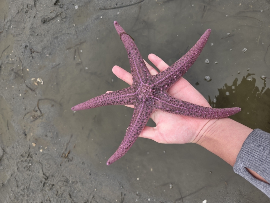 Giant Pink Sea Star from Pierce County, US-WA, US on April 27, 2025 at ...
