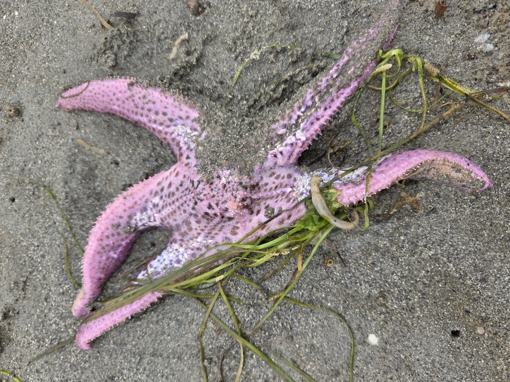 Giant Pink Sea Star from Pierce County, US-WA, US on April 27, 2025 at ...
