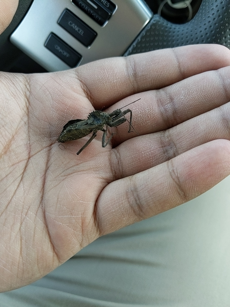 North American Wheel Bug from Sacramento County on August 26, 2019 by ...
