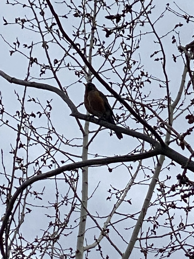American Robin from Bowmont Park, Calgary, AB, CA on April 27, 2025 at ...