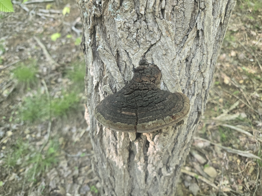 Cracked Cap Polypore from Hollyvilla, KY 40118, USA on April 27, 2025 ...