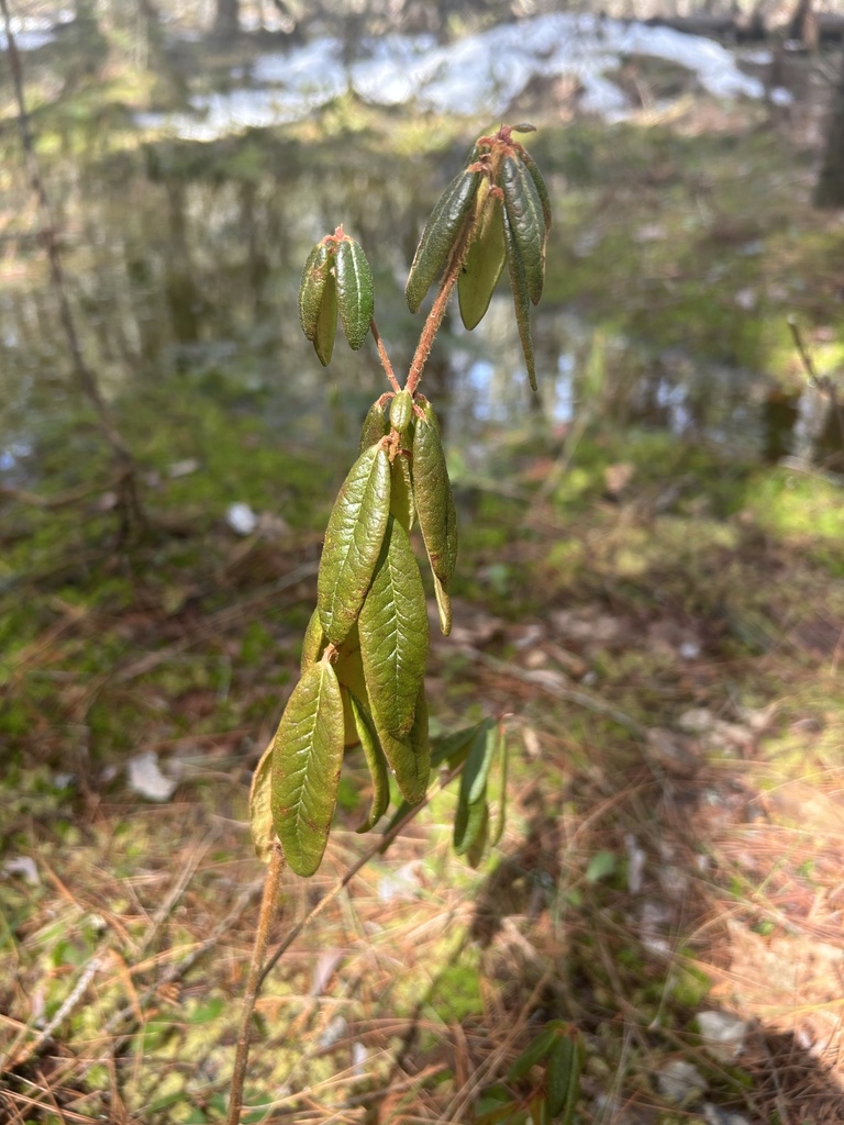 Bog Labrador Tea from Brimley, MI, US on April 27, 2025 at 01:07 PM by ...