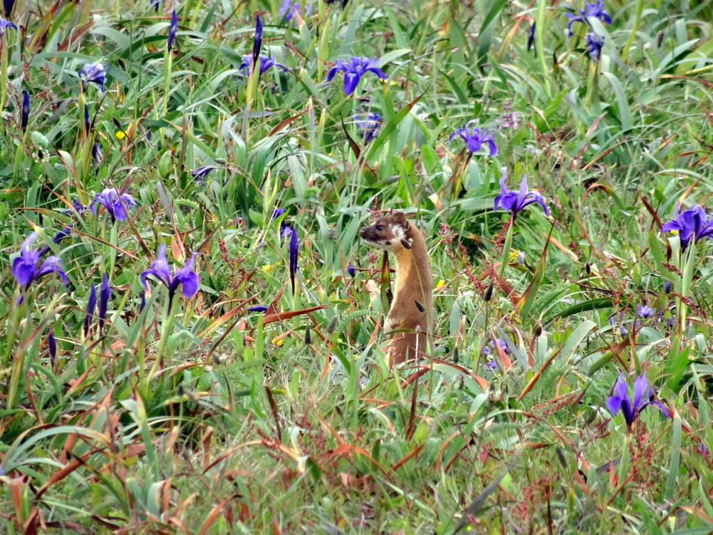 Long-tailed Weasel from Comté de Marin, Californie, États-Unis on April ...