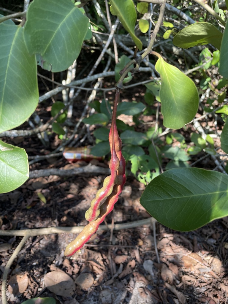 bay-leaved caper from Avenida Beira Mar, Niterói, RJ, BR on April 27 ...
