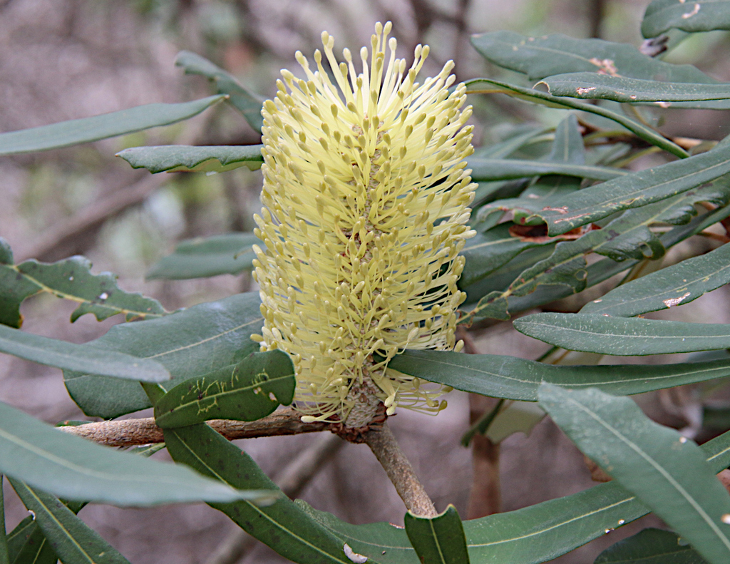 Coastal Banksia from Elanda Point, Como QLD 4571, Australia on March 31 ...