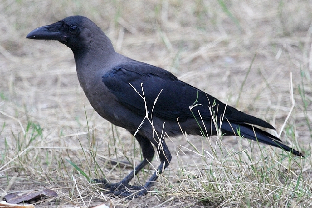 House Crow from Okhla Bird Sanctuary, Uttar Pradesh, India on October ...