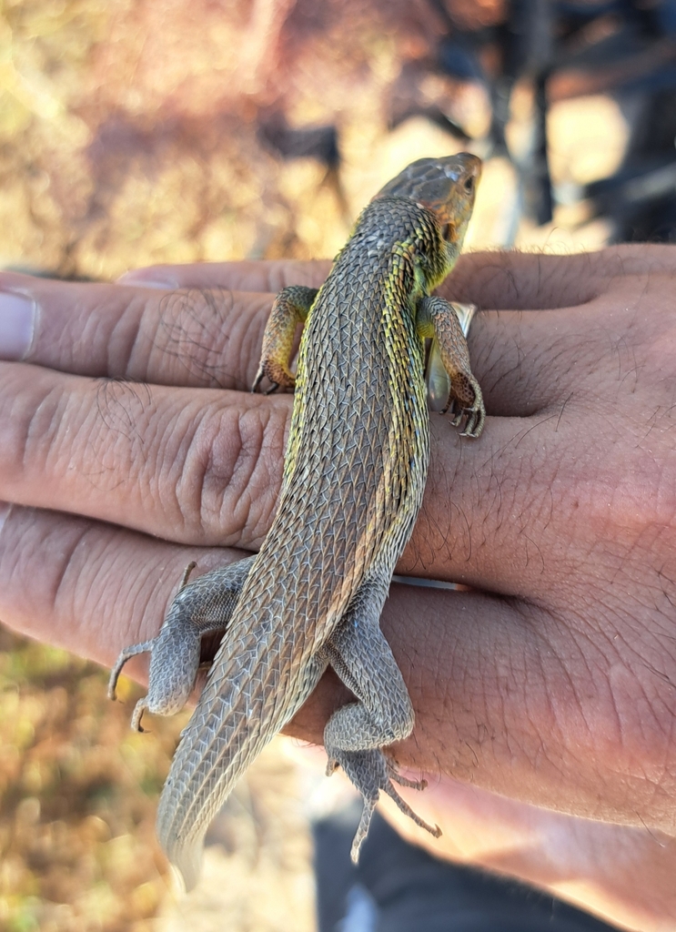 Large Psammodromus from Madagh, Maroc on April 27, 2025 at 05:45 PM by ...
