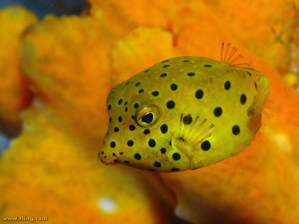 Boxfishes (Ostraciidae) - Marine Life Identification