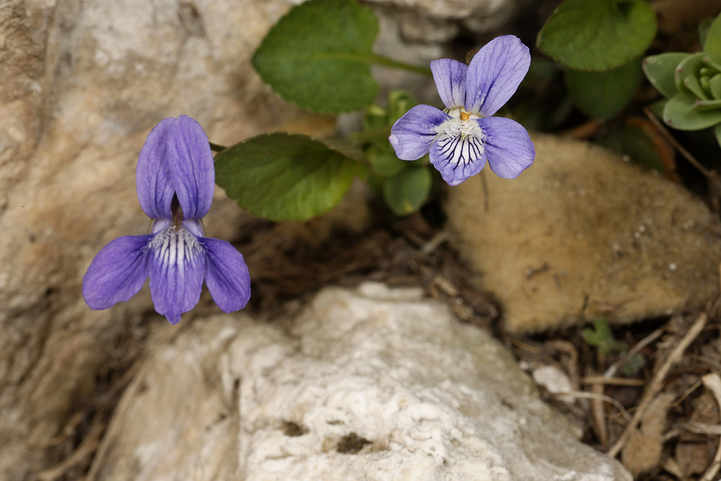 northern bog violet from Park County Yellowstone, National Park, WY ...