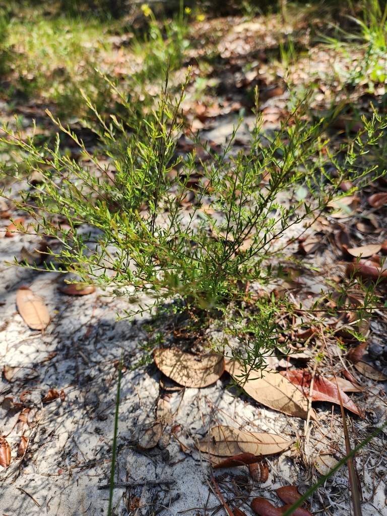 Deckert's pinweed in April 2025 by dakoda s. · iNaturalist