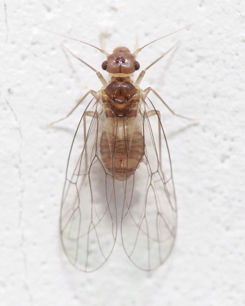 Psyllipsocus ramburii from Neuholdaugasse, Graz, Styria, AT on April 27 ...