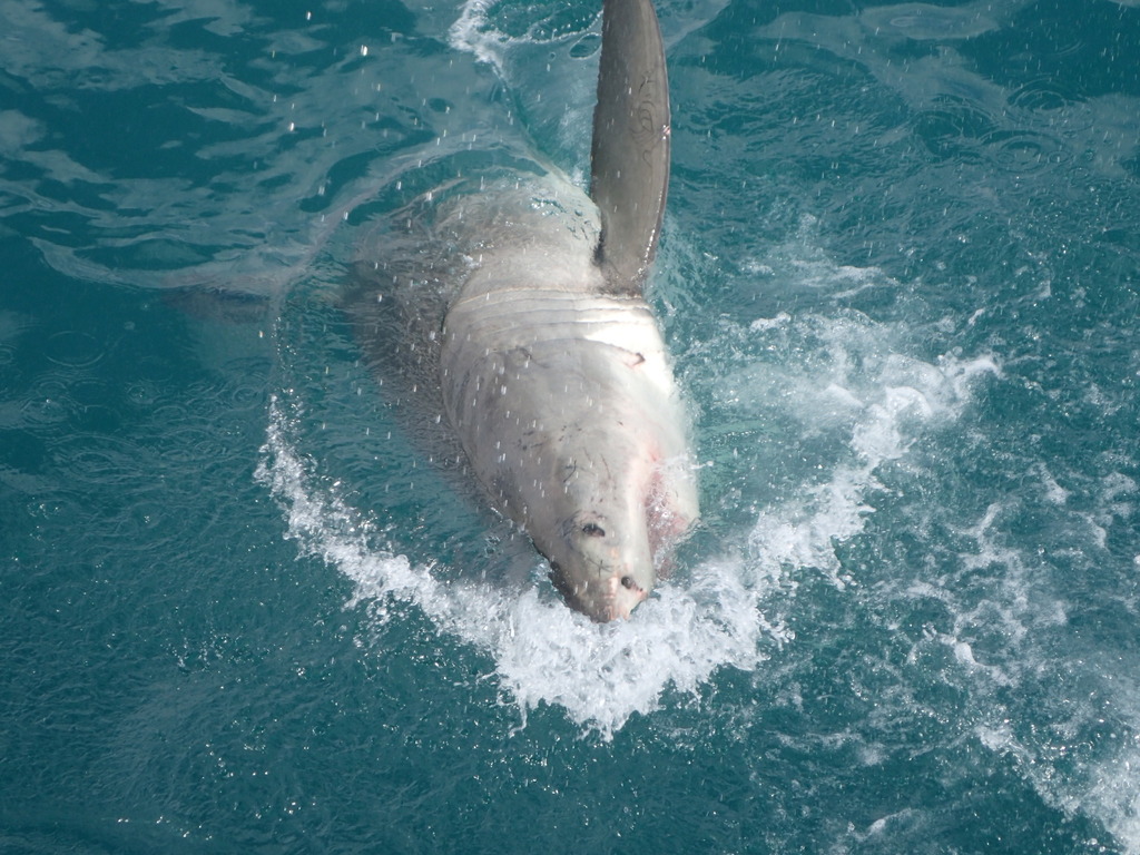 Sharks and Rays (Neoselachii) - Marine Life Identification