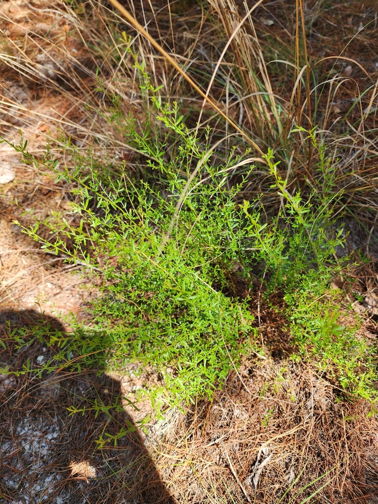 Deckert's pinweed from Palm Harbor, FL 34683, USA on April 27, 2025 at ...