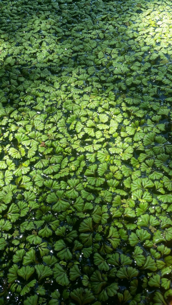 fringed heartwort from Awaiti North, New Zealand on November 13, 2018 ...