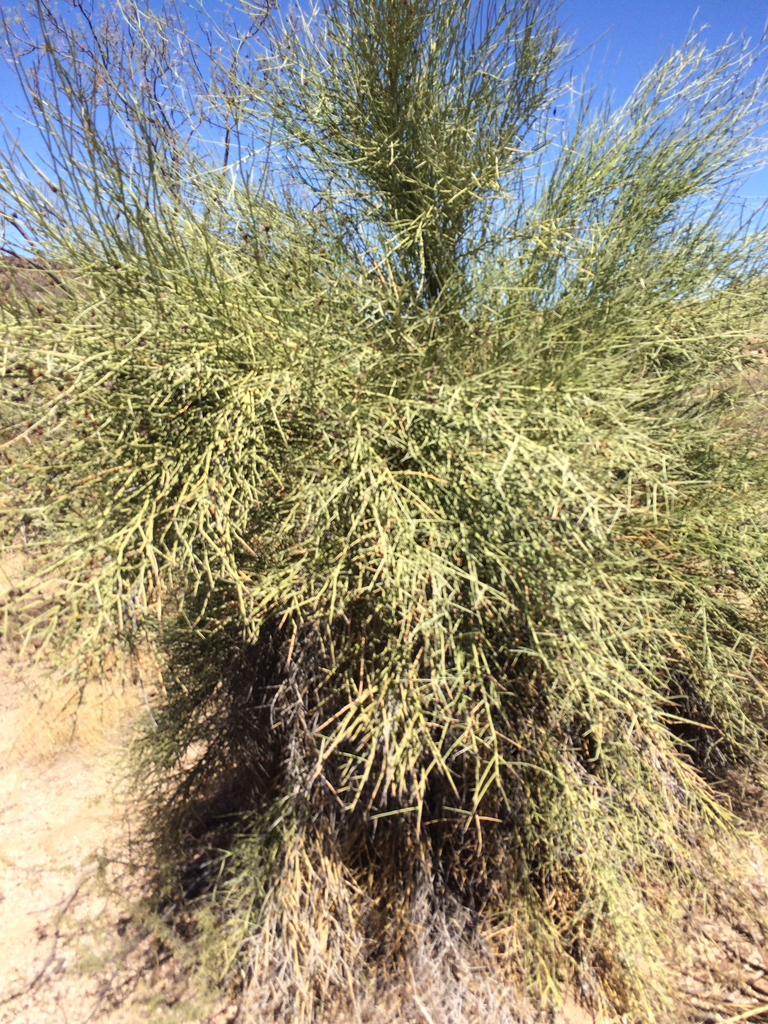 crucifixion thorn (Canotia holacantha) - Botanical Realm