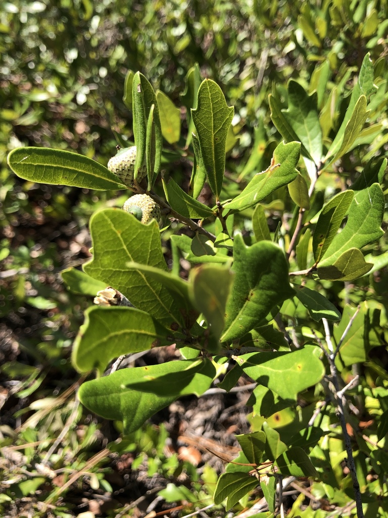 dwarf live oak from Francis Marion National Forest, Huger, SC, US on ...