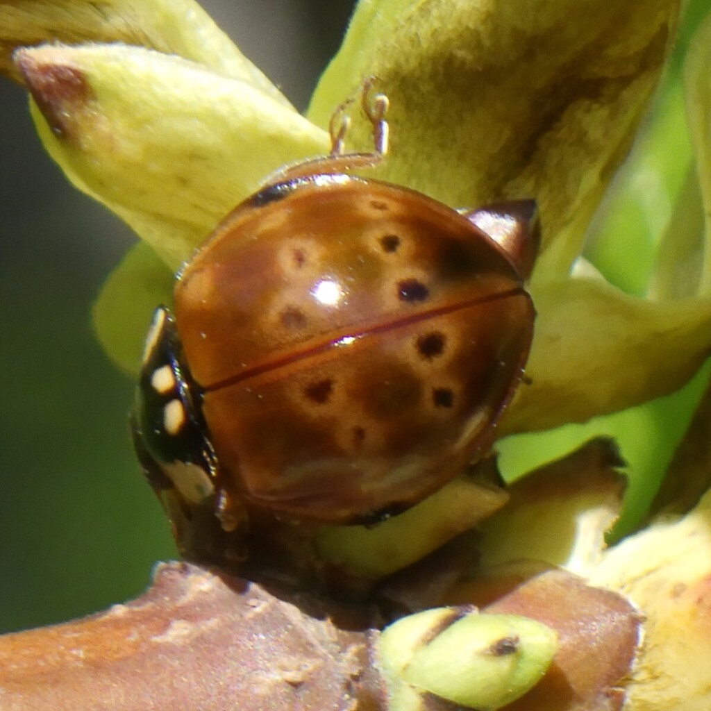 Flying Saucer Lady Beetle from Comstock, Spokane, WA 99203, USA on ...