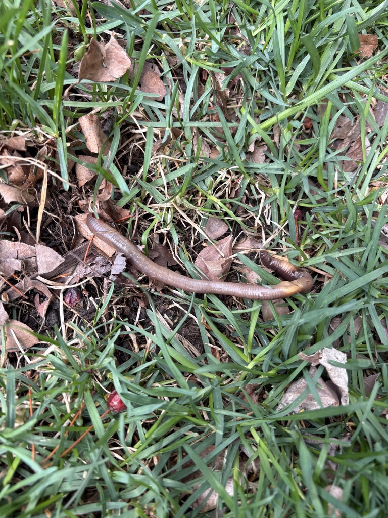 Common Earthworm from Wheaton College, Wheaton, IL, US on April 23 ...