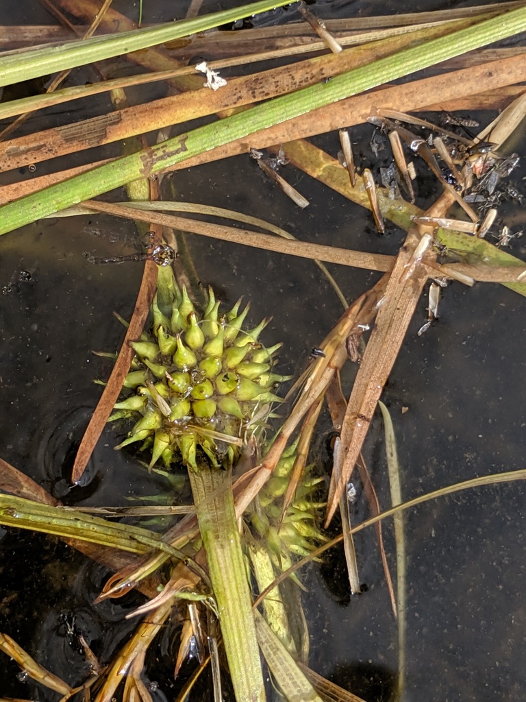 Narrow-leaved Bur-reed (Sparganium angustifolium) - Botanical Realm