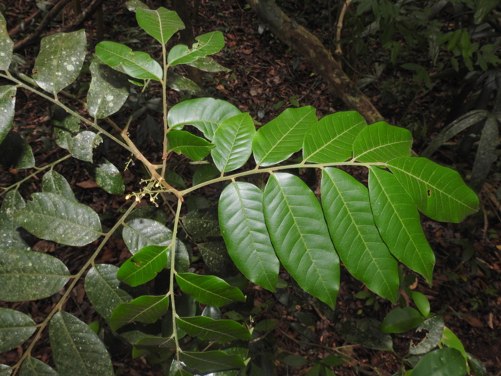 Trichilia erythrocarpa in August 2019 by Jan Meerman · iNaturalist