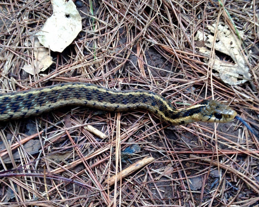 culebra listonada amarillenta (Anfibios y Reptiles del Parque Nacional ...