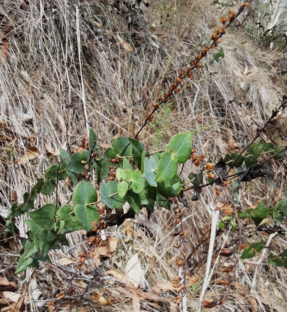 Digger's Speedwell from Sunny Corner State Forest, NSW 2795, Australia ...