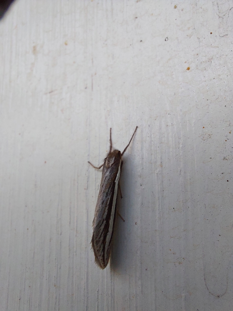 Primitive Ghost Moths from Werrimull VIC 3496, Australia on April 28 ...