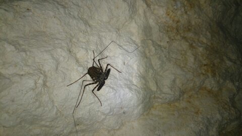 Genus Stygophrynus · iNaturalist