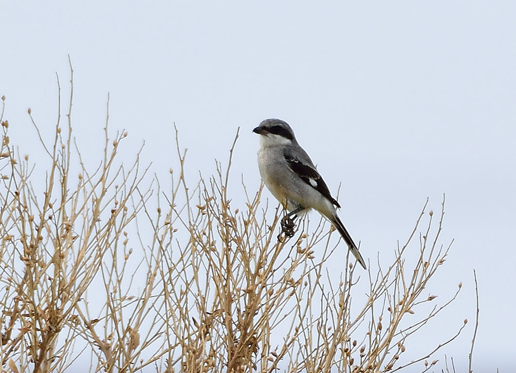 Loggerhead Shrike from El Paso, TX, USA on August 24, 2019 at 09:53 AM ...