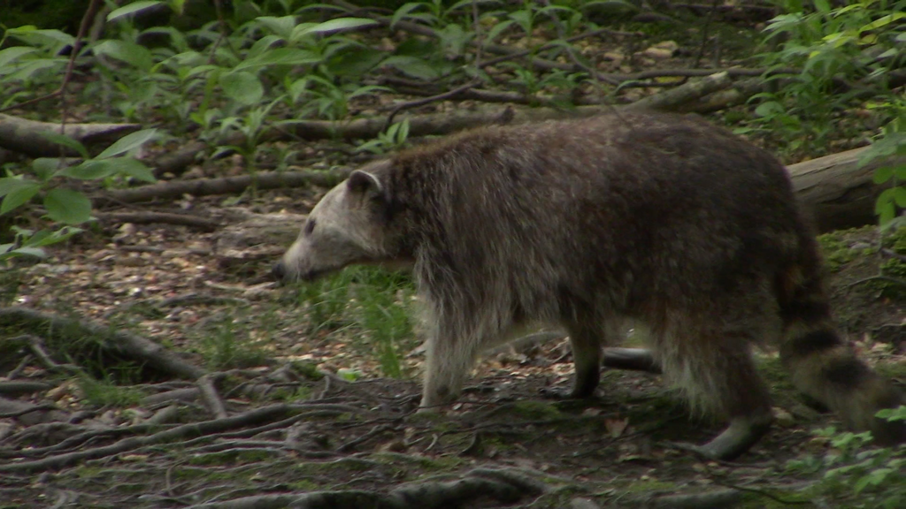 Common Raccoon from North Massapequa, NY, USA on June 08, 2024 at 07:40 ...
