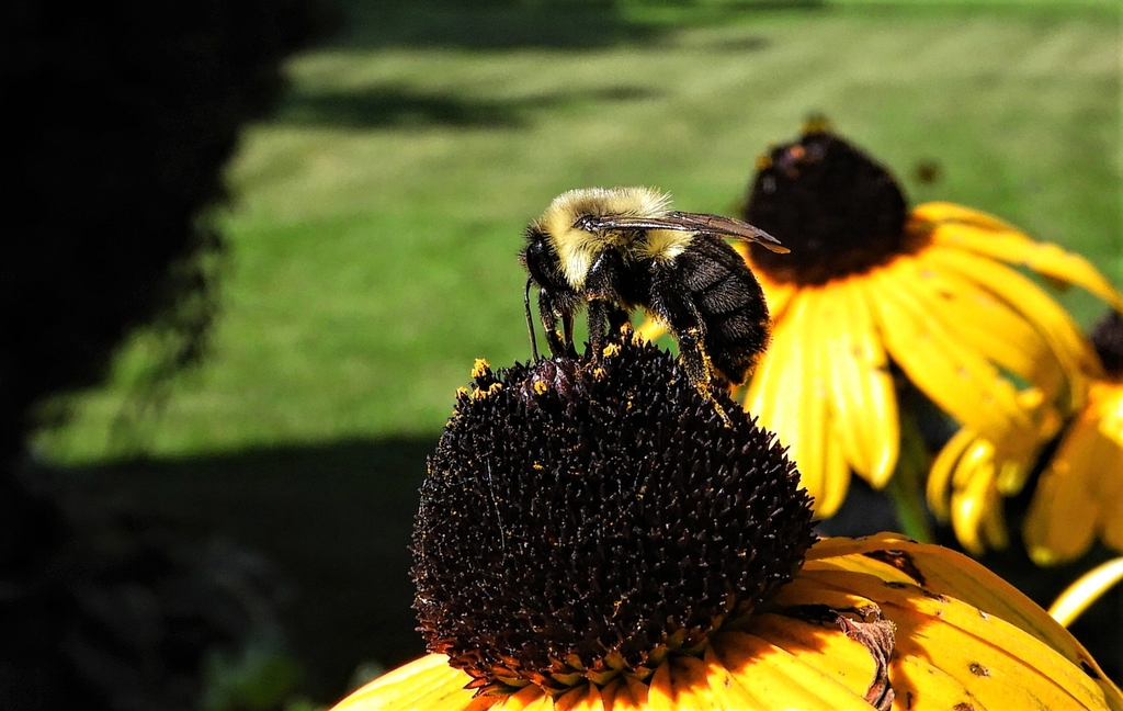 Common Eastern Bumble Bee from Oshawa, Ontario on August 23, 2019 at 07 ...