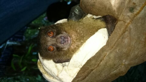 New Georgia Monkey-faced Bat in July 2014 by Michael Pennay · iNaturalist