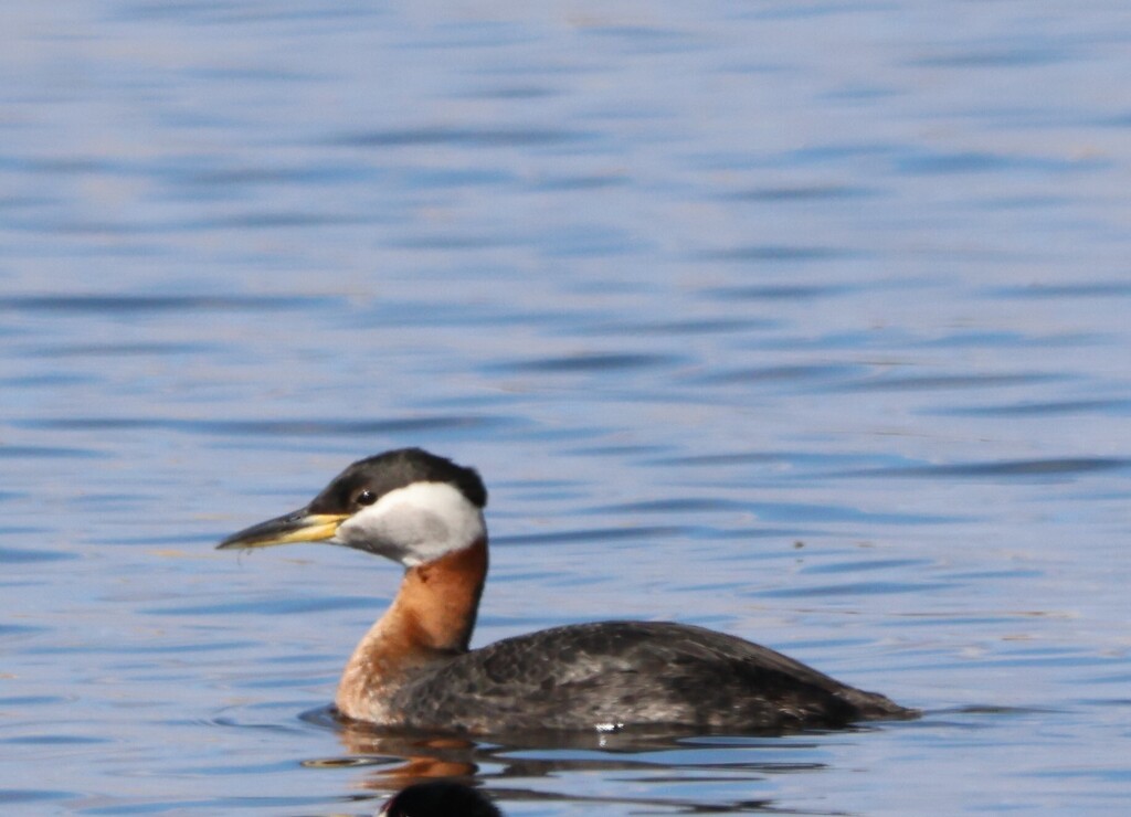 Red-necked Grebe from Argyle, MB R0K, Canada on April 27, 2025 at 04:31 ...