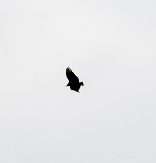 Black Vulture from Centerville, OH, USA on April 26, 2025 at 02:06 AM ...
