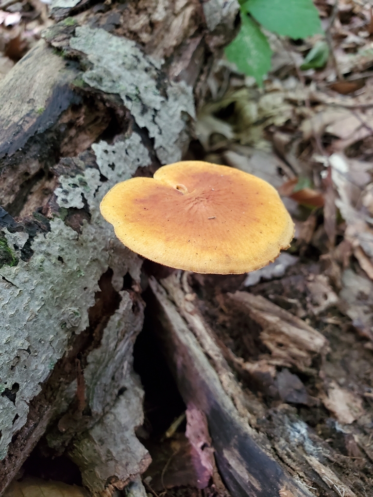 Heimiomyces tenuipes from Sugar Creek Township, IN, USA on August 25 ...