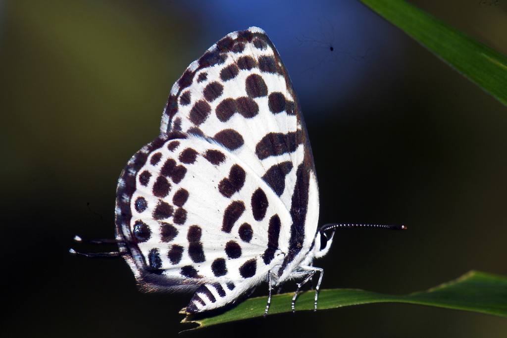 Common Pierrot (Butterflies of Negeri Sembilan (Malaysia)) · iNaturalist