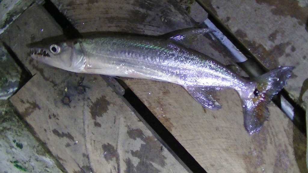 Cachorro, Boca de perro (Peces de Trinidad) · iNaturalist