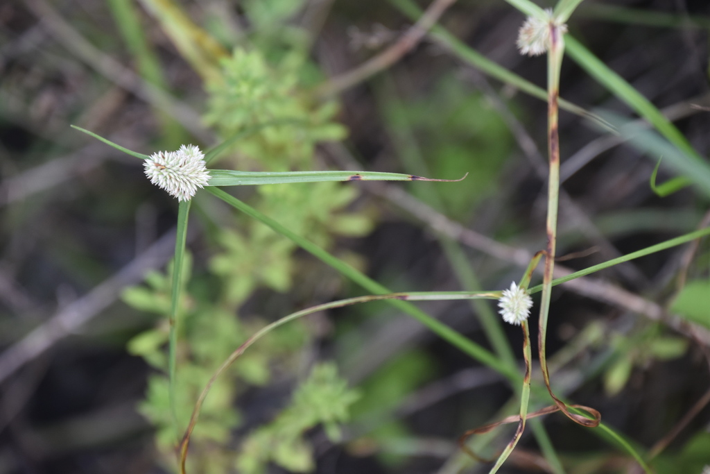 Fragrant Spikesedge from Hilochee WMA on August 26, 2019 by Tom Palmer ...