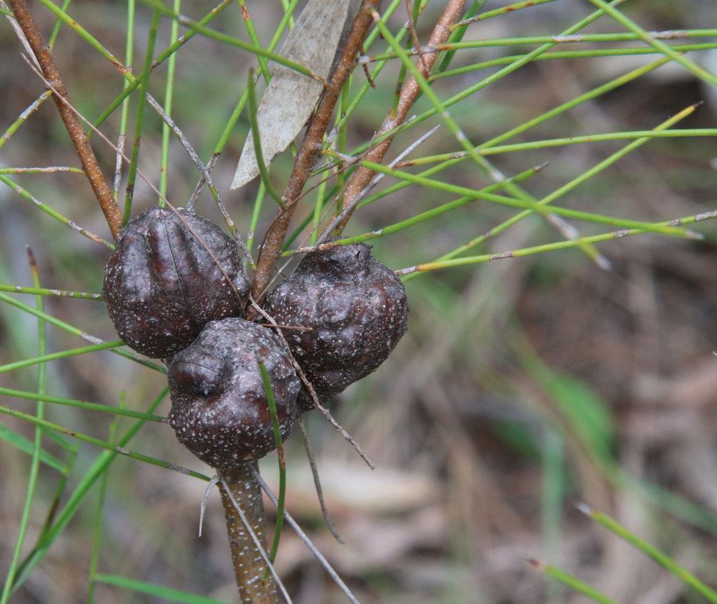 mulloway needle bush from Elanda Point, Como QLD 4571, Australia on ...
