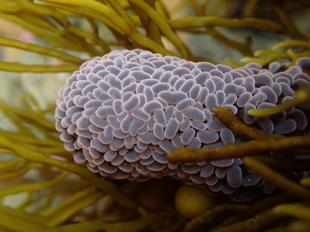 Wandering Sea Anemone (Marine invertebrates of Randwick costal area ...