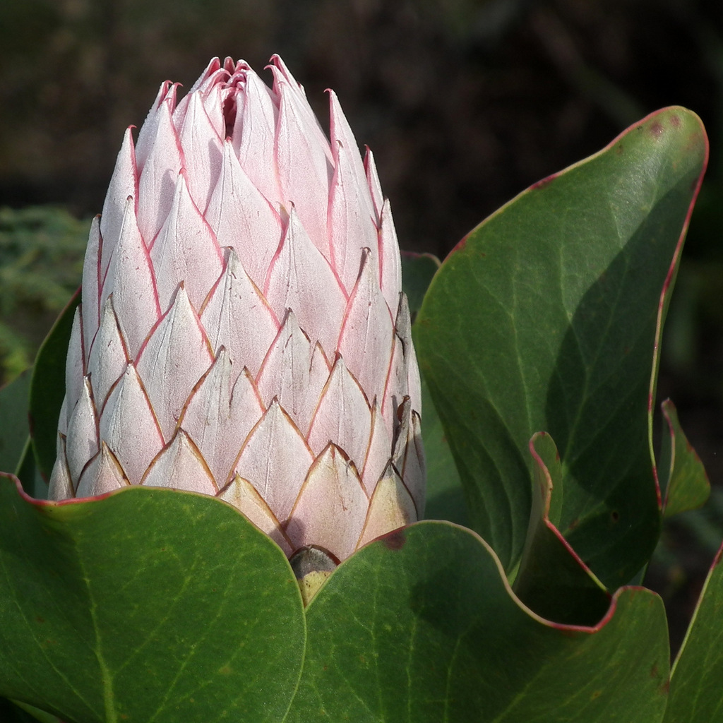 King Protea from Garden Route Botanical Garden on April 27, 2025 at 08: ...