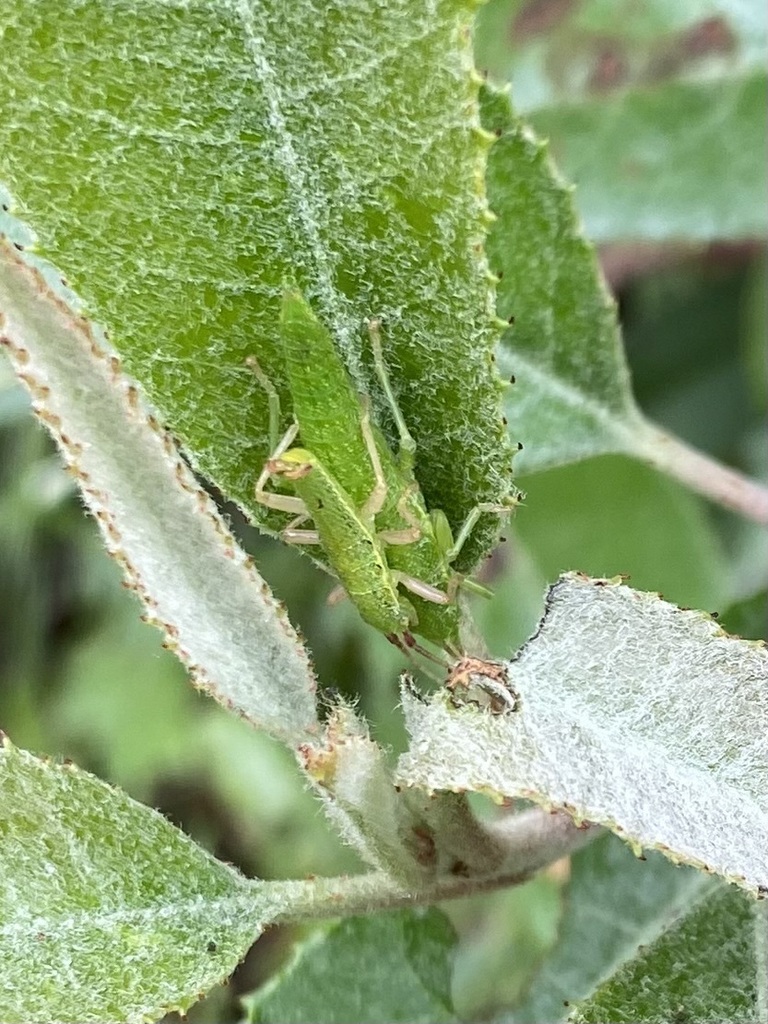 California Timema from Quicksilver, San Jose, CA, USA on April 27, 2025 ...