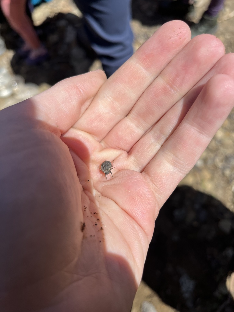 Big-eyed Toad Bug from Avenue A, Leetsdale, PA, US on April 27, 2025 at ...