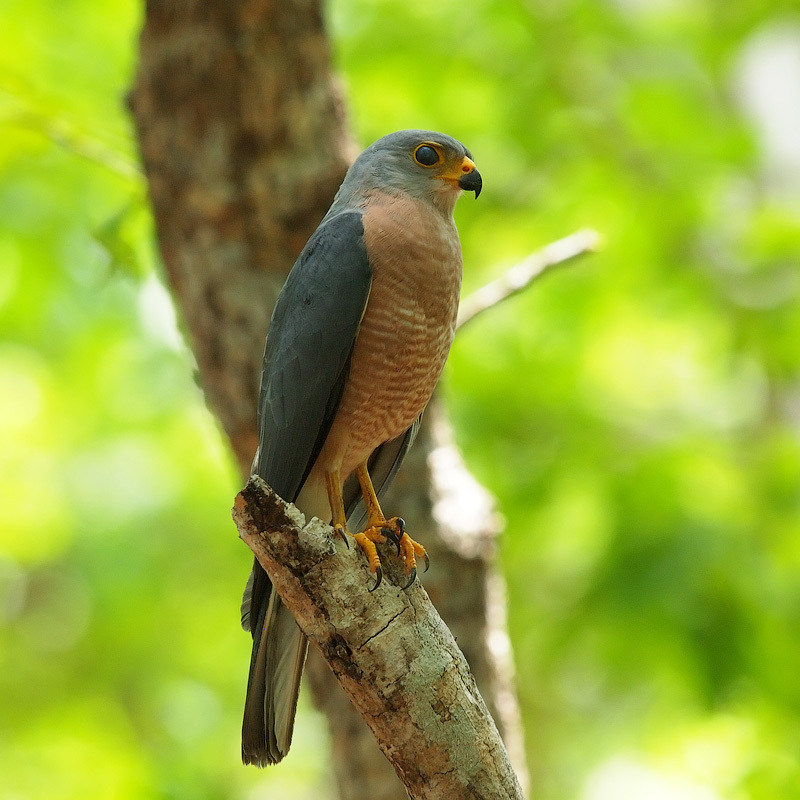 Variable Goshawk (Bird Species Guide - Tetepare) · iNaturalist