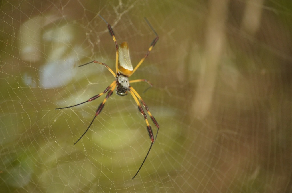 Golden Silk Spider from Tumaco, CO-NA, CO on August 16, 2019 by ...