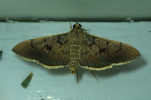 Omiodes alboanalis · iNaturalist