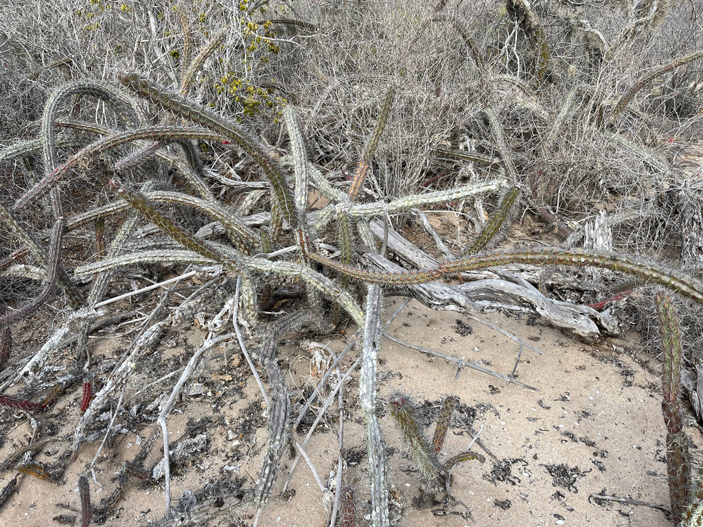 Octopus Cactus in April 2025 by Álvaro Corral Quintanar · iNaturalist