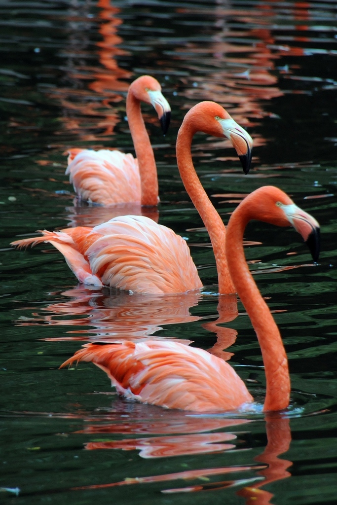 Large Flamingos (Phoenicopterus) - Avian Discovery