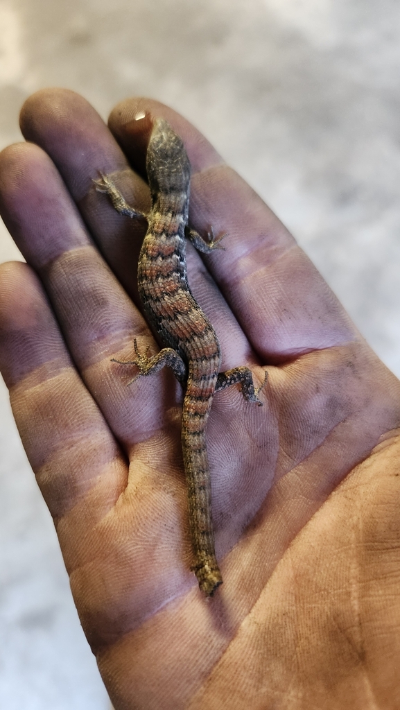 Southern Alligator Lizard from Coarsegold, CA 93614, USA on April 27 ...